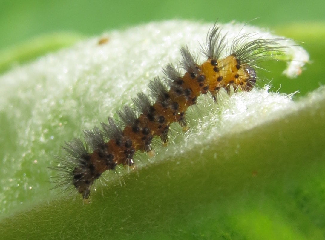 Blue Jay Barrens: May 2018