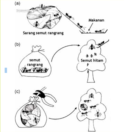 Bagaimana caranya menempatkan sarang semut rangrang baru? ~ Budidaya ...