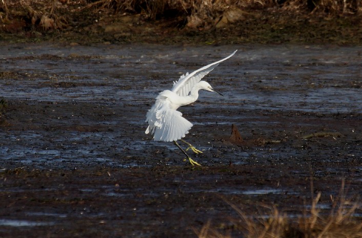 New England Coastal Birds: "Three Days of Winter Seabirding on Cape Cod ...