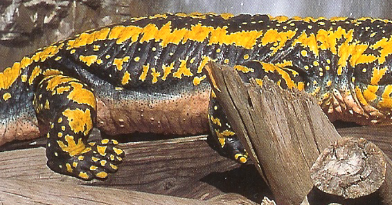 Criaturas del Pasado: Hynerpeton