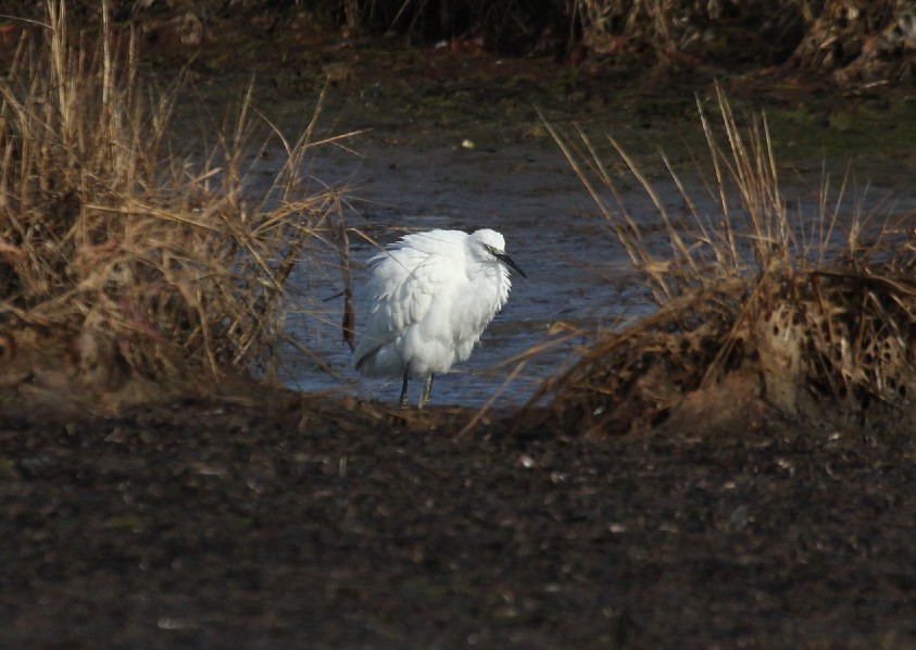 New England Coastal Birds: "Three Days of Winter Seabirding on Cape Cod ...