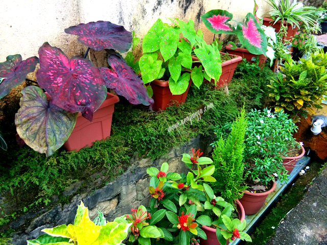 Tanaman Dalam Pasu- Menfaatkan Setiap Ruang Yang Ada