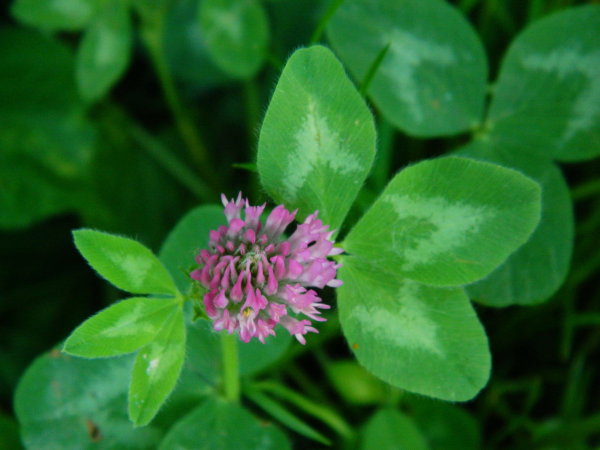 LA MULTI ANI, ROMANIA!: Flori mov de lucerna