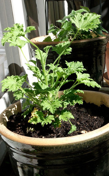 a wrung sponge: 2016