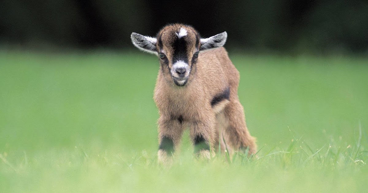 French Vocabulary Illustrated: cabri