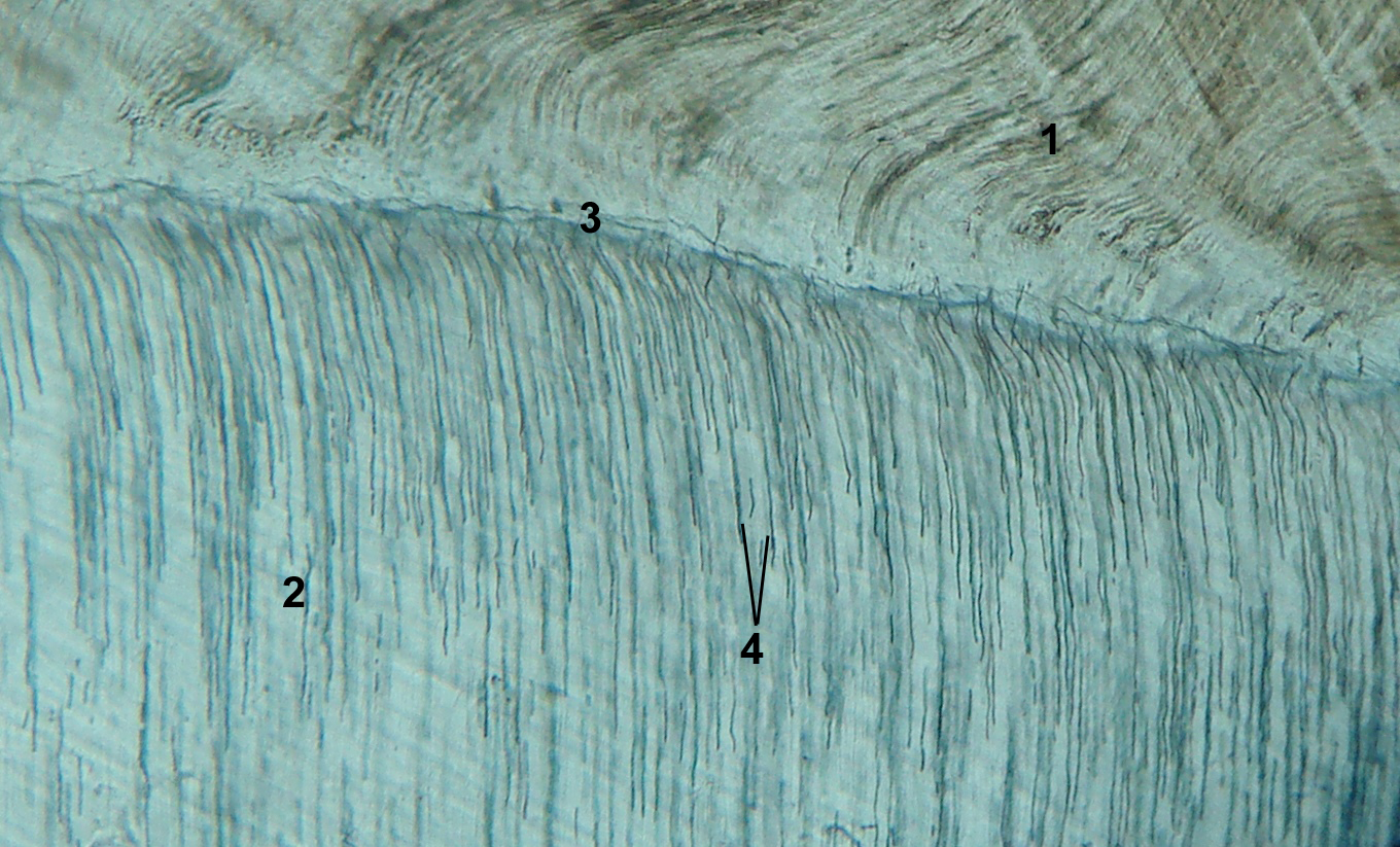 Histologia Oral UFF: Dentina