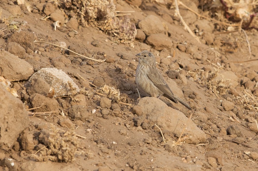 Birds of Saudi Arabia: Flocks of Yemen Serins at Al Mehfar Park – Tanoumah