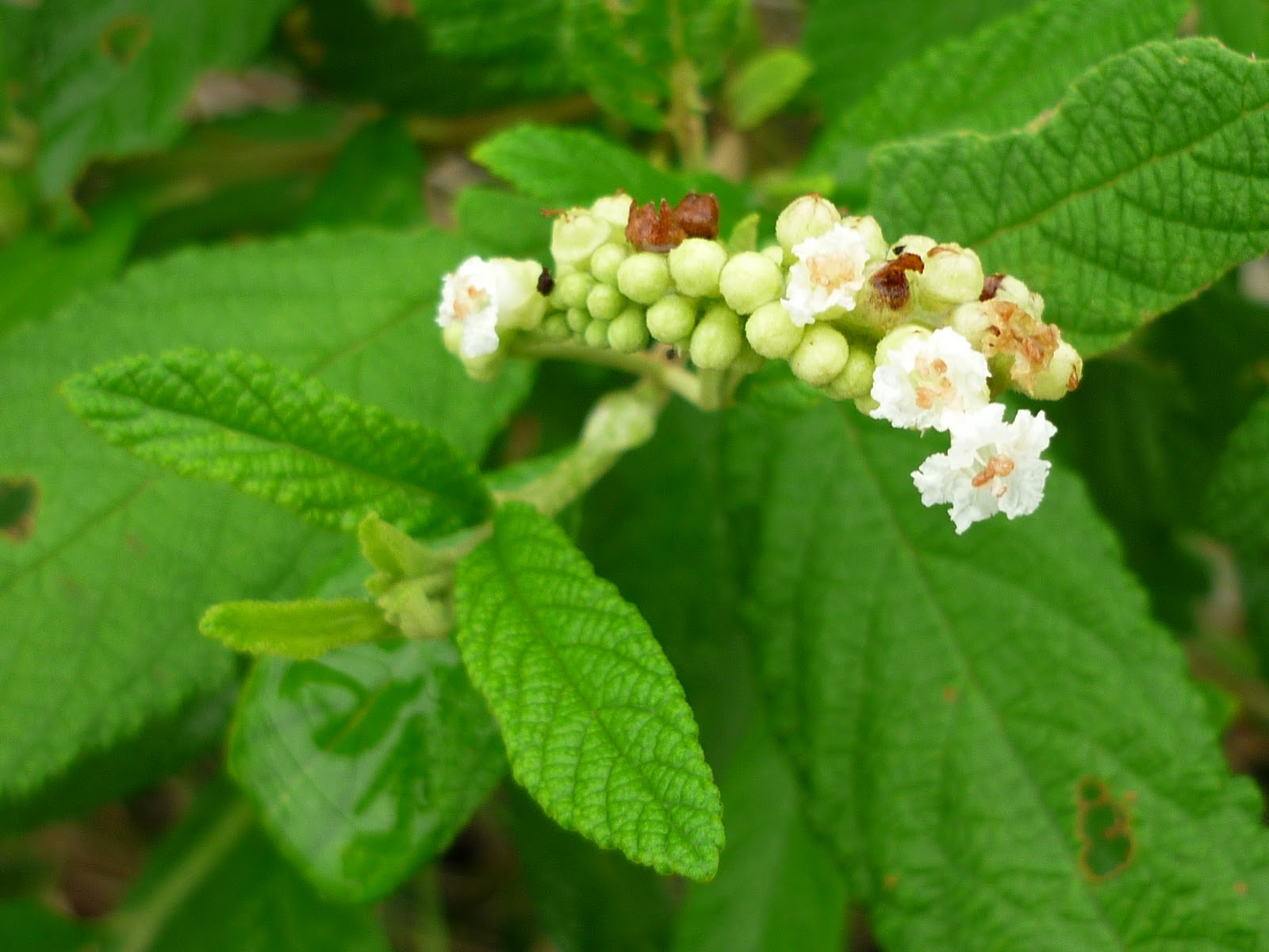 YU-HAN E AH MAH TSINJÚ-HAN : PLANTAS MEDICINAIS/ERVA BALEEIRA(Córdia ...