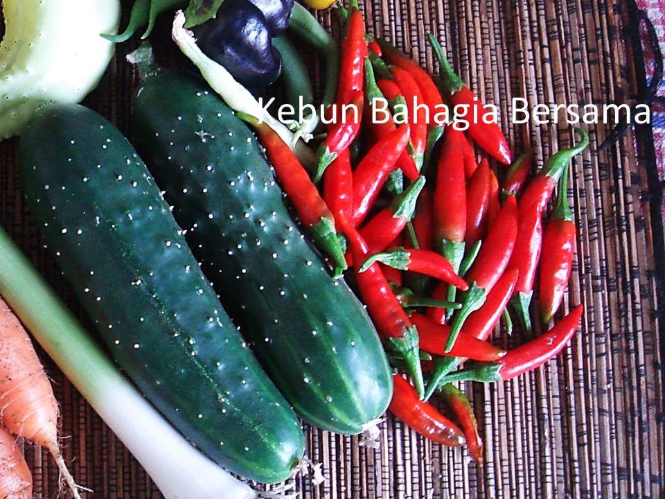Kebun Bahagia Bersama: Marketmore Timun Kampung