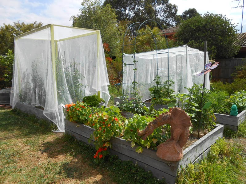 Chloe's Gardens: Shade and Bird Netting Structures