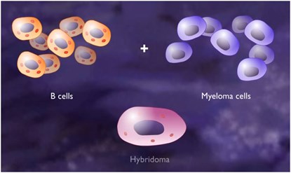 Hybridoma Technology