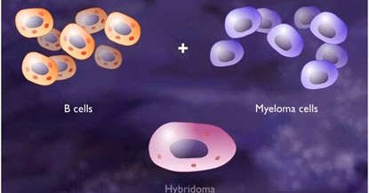 Hybridoma Technology