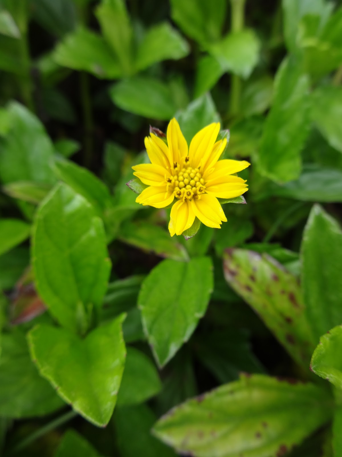 Herbs from Distant Lands: Wedelia - Wedelia chinensis - trilobata ...