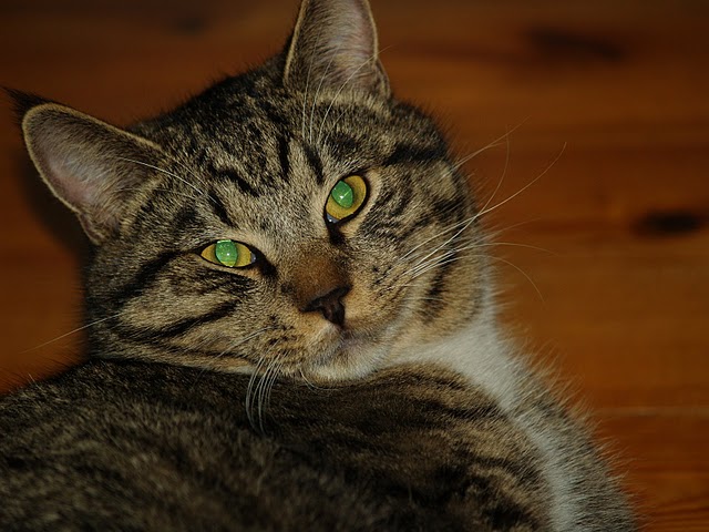 TOILA VALLA LEHT: KASSID, KASSID, KASSID...