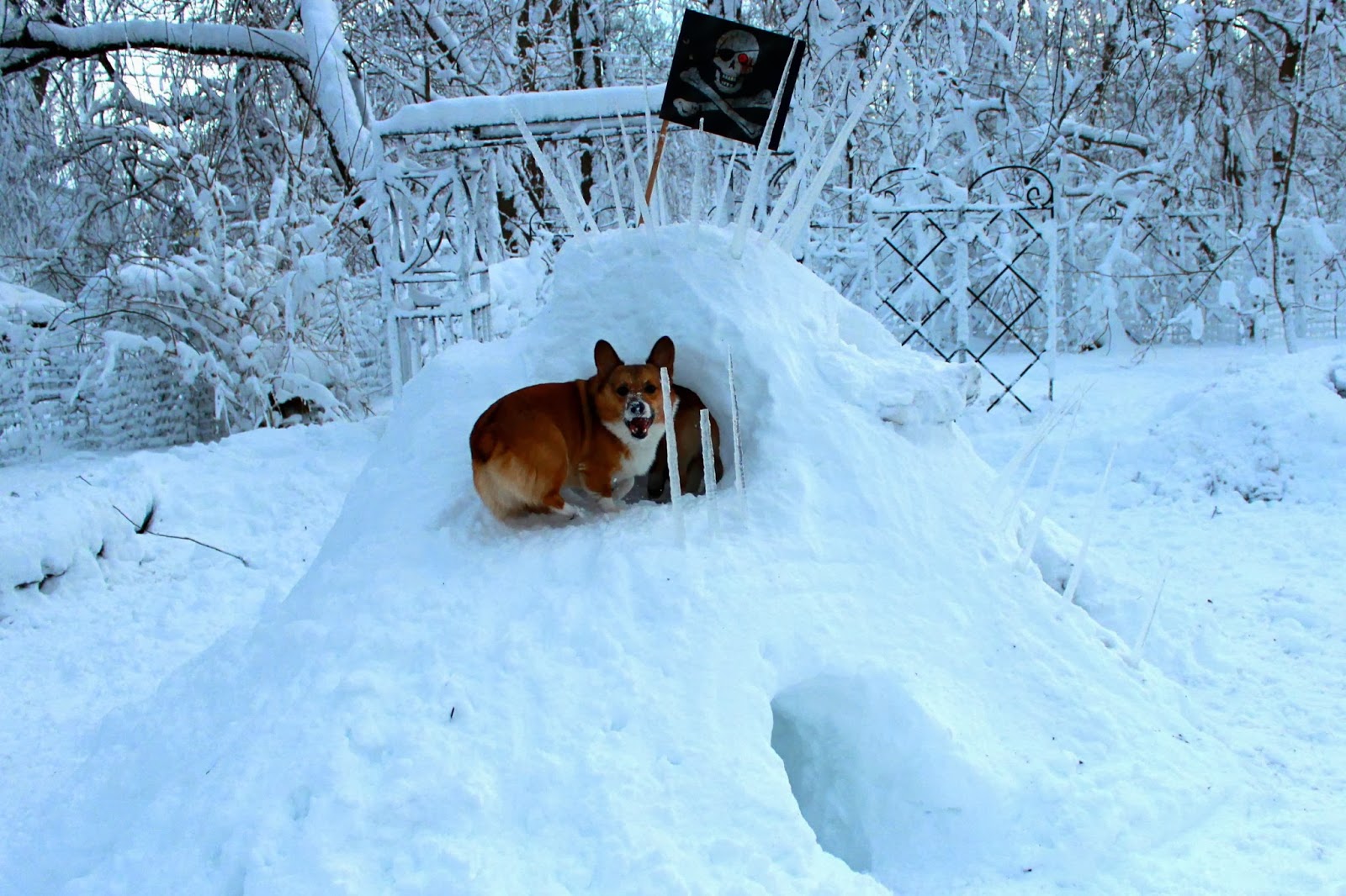Vienna the corgi home of the wild corgi pack