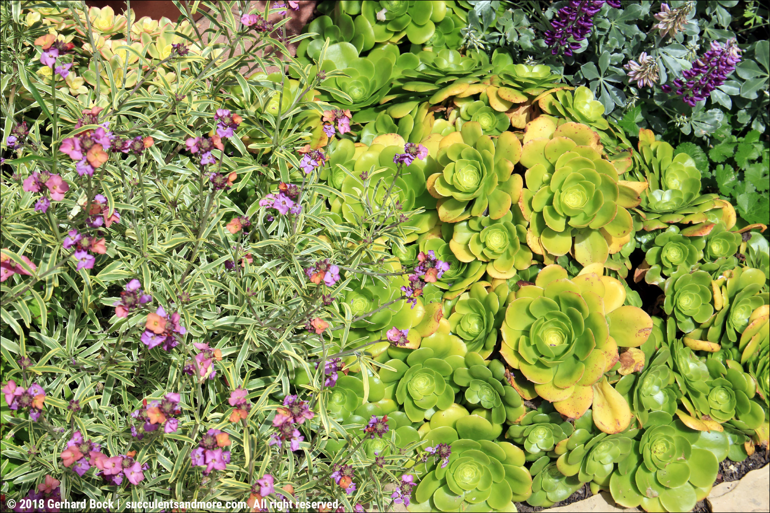 Mark Delepine's Berkeley fusion garden