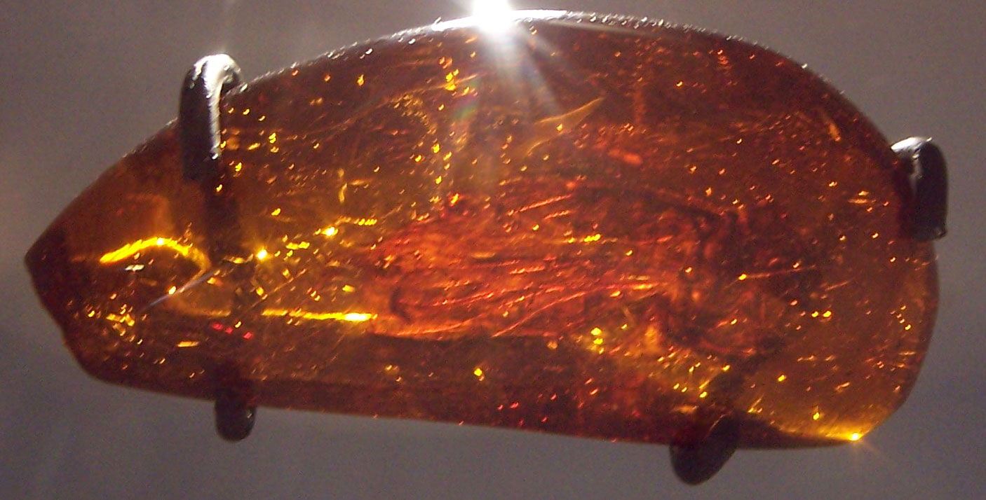 Butterfly Amber Fossils