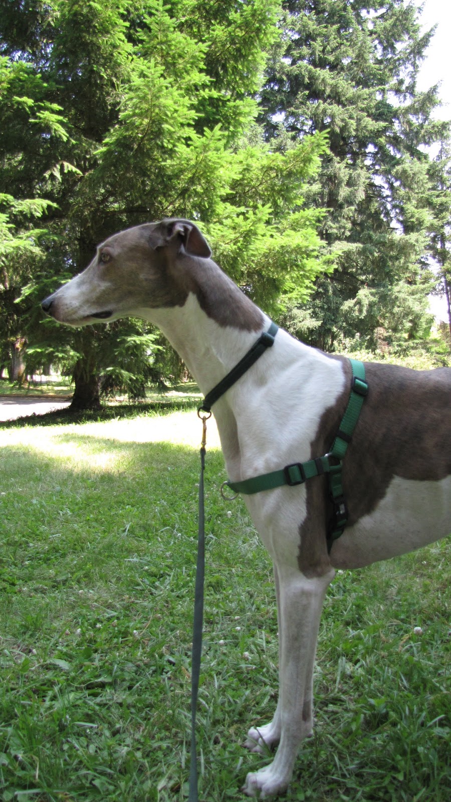 Aragon Greyhounds: Front Clip