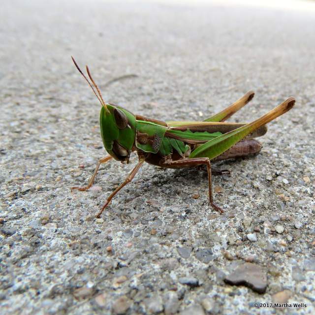 Photo a Day: Patience young grasshopper