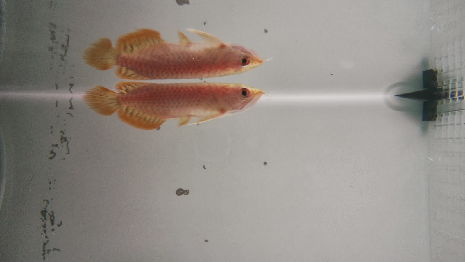 .: BABY BANJAR RED@BANJER RED AROWANA