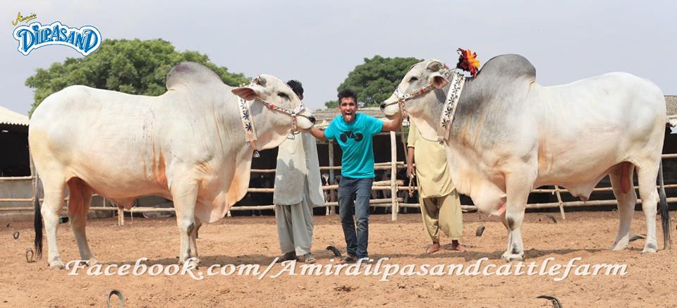 Sibbi Bull Qurbani Janwar Images 2014 by Amir Dilpasand
