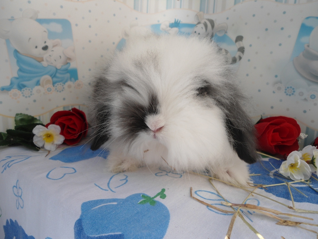 Mini Coelhos Baby: Becky