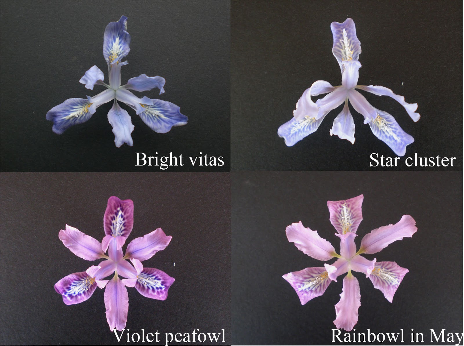 World of Irises: August 2013