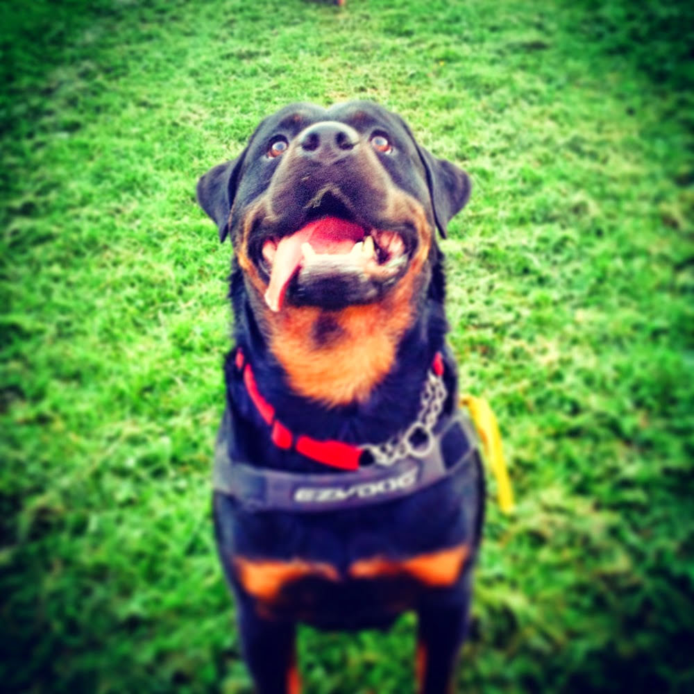 My rottweiler's rehabilitation ~ Your Special Dog