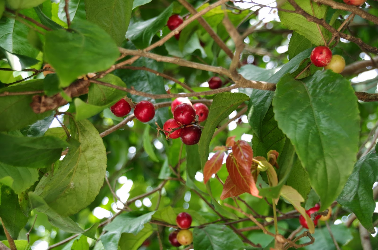 Trees and Plants: Rokam