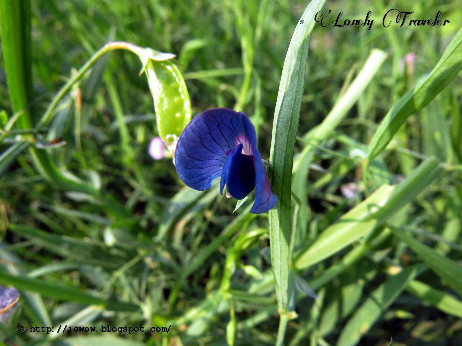 Grass pea (খেসারী কলাই) - Lathyrus sativus