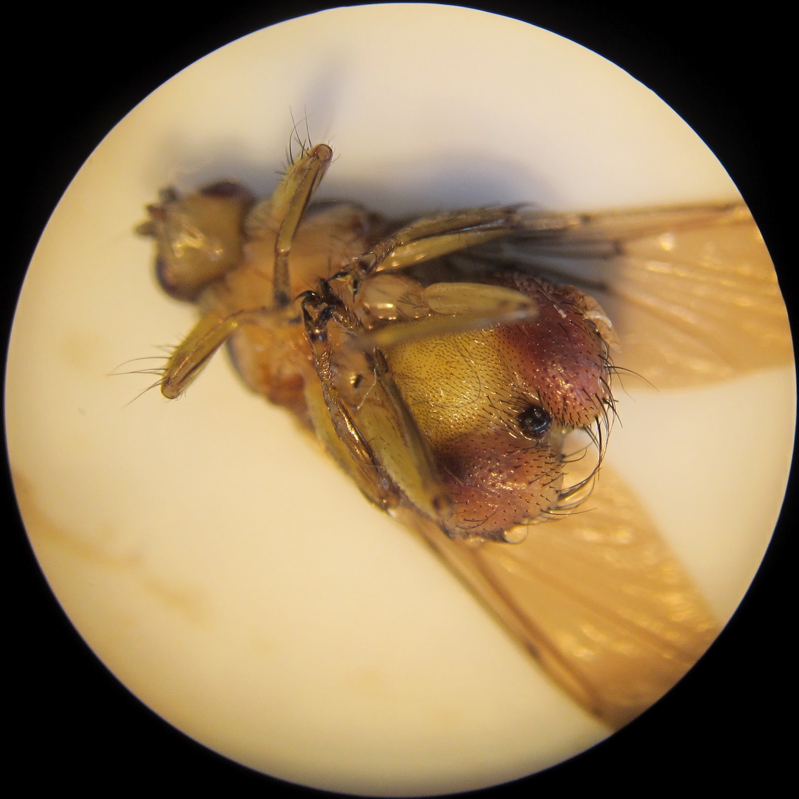 The Cardiff Bird Ringers: Flying Flat Flies!