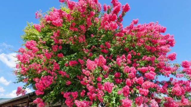 5 trees that bloom all summer - Woman Elan Vital | Davao Lifestyle Blog ...