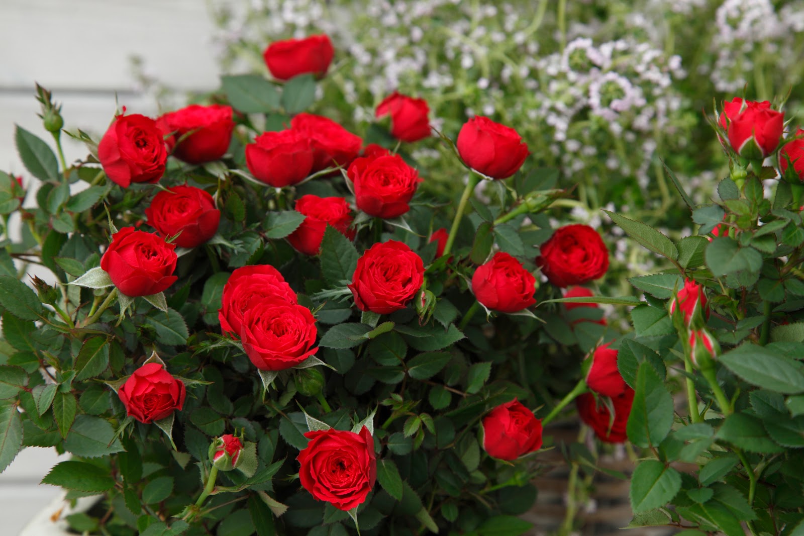 living among roses: Antique Kordana® Classic