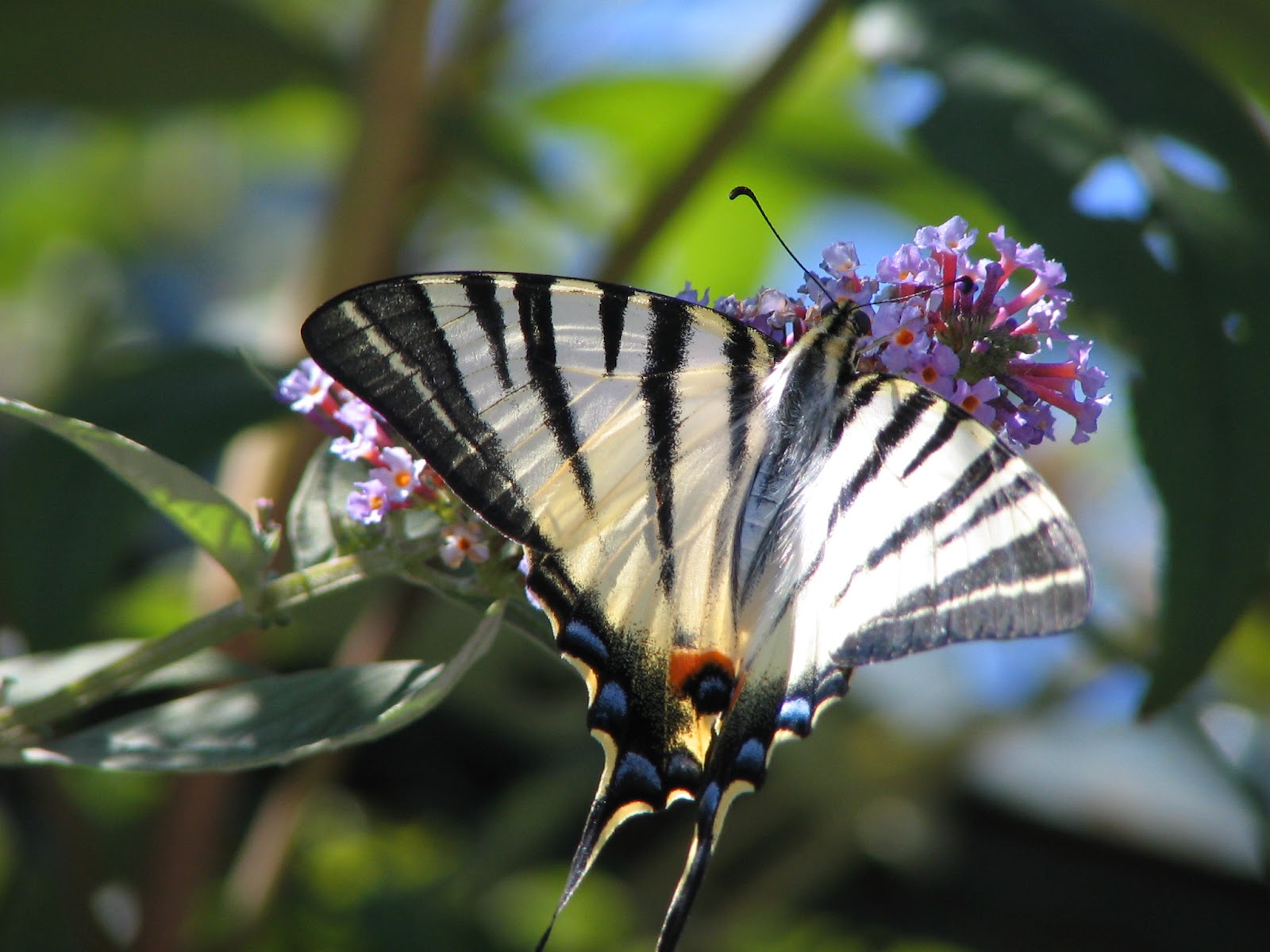 LA MULTI ANI, ROMANIA!: Fluture