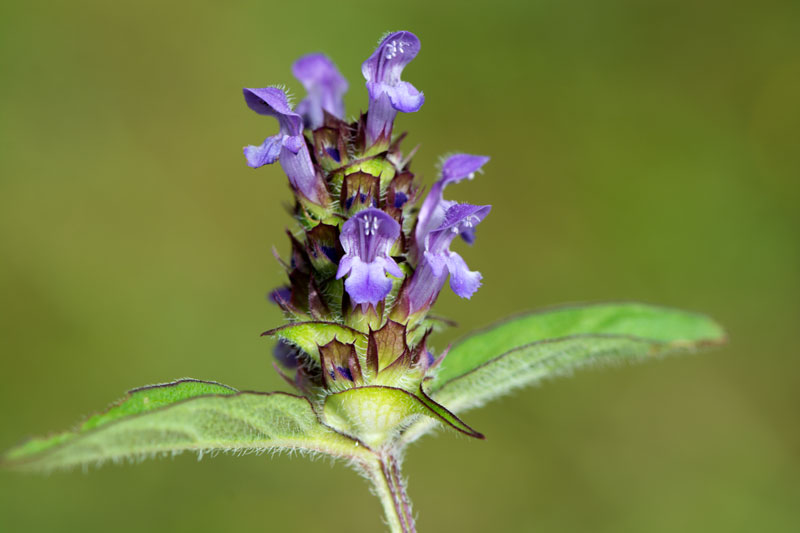 Macrophoto plaisir passion: La Brunelle commune, Prunella vulgaris