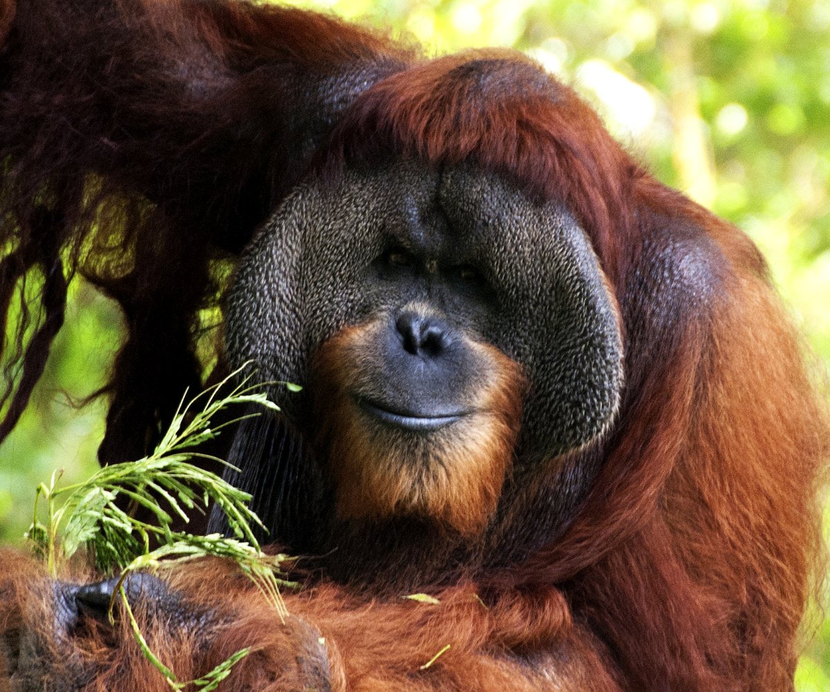 ReedWrites: "M" is for Malaysia's Magnificent Mammals, Monkeys ...