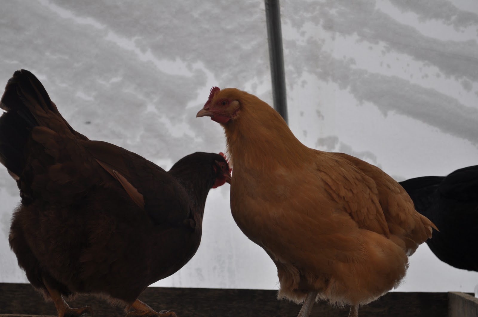 Parker Family Farm: Real Eggs from Real Chickens