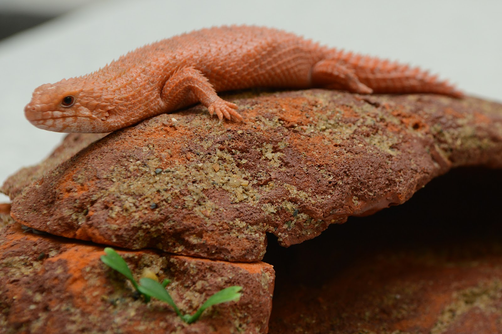 Small Animal Talk: Things I learned about reptile care
