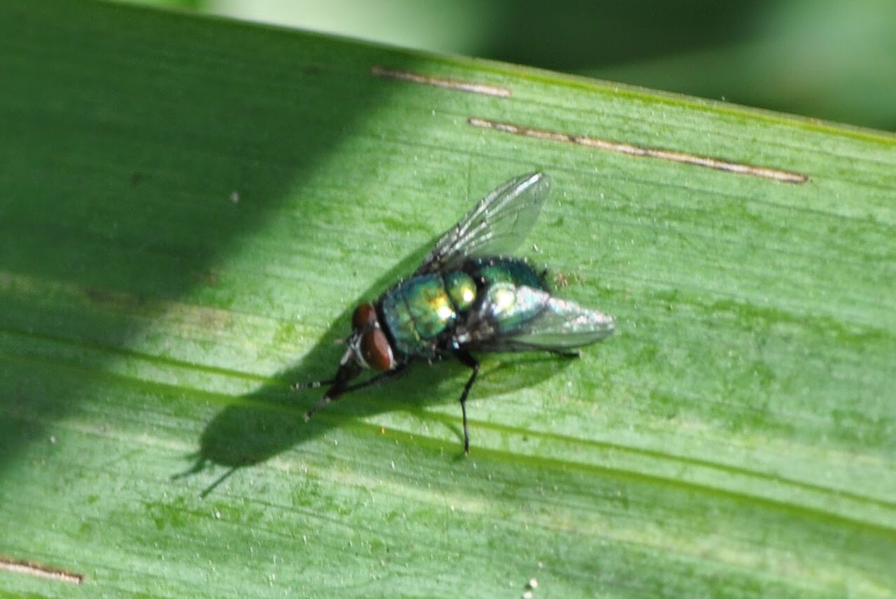 ZOOTOGRAFIANDO (6.100 ANIMALS): MOSCA VERDE (Phaenicia sericata)