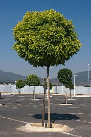 Tarım Siteniz: Akasya Ağaçları (Acacia Trees)
