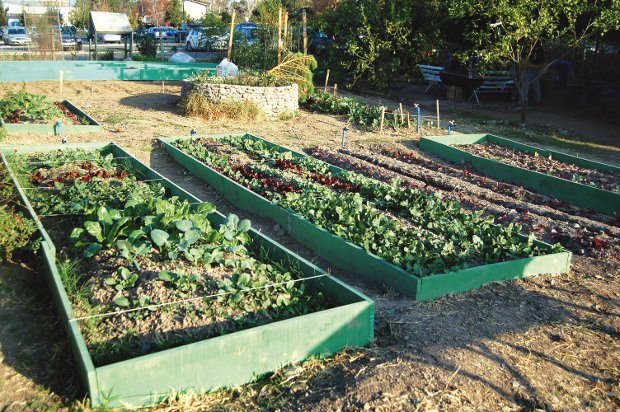 DAIP Víctor Altuna Baldeón: IMPORTANCIA DE LOS BIOHUERTOS ESCOLARES