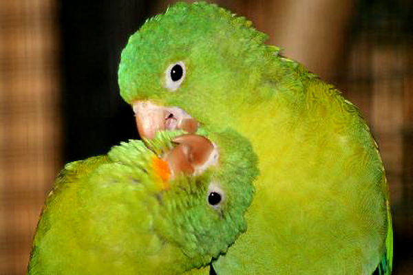 Bellas Aves de El Salvador: Brotogeris jugularis (periquita catalnica ...
