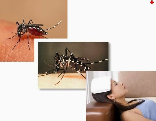 Ciri-ciri Gejala Malaria: Menggigil, demam, kelelahan, berkeringat ...