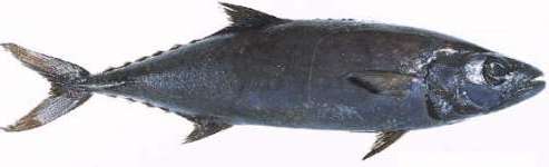 12 Khasiat Dan Manfaat Ikan Gindara Bagi Kesehatan | Khasiat