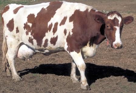 Kumpulan Foto dan Gambar Sapi Serta Ciri-cirinya - Ilmu Ternak
