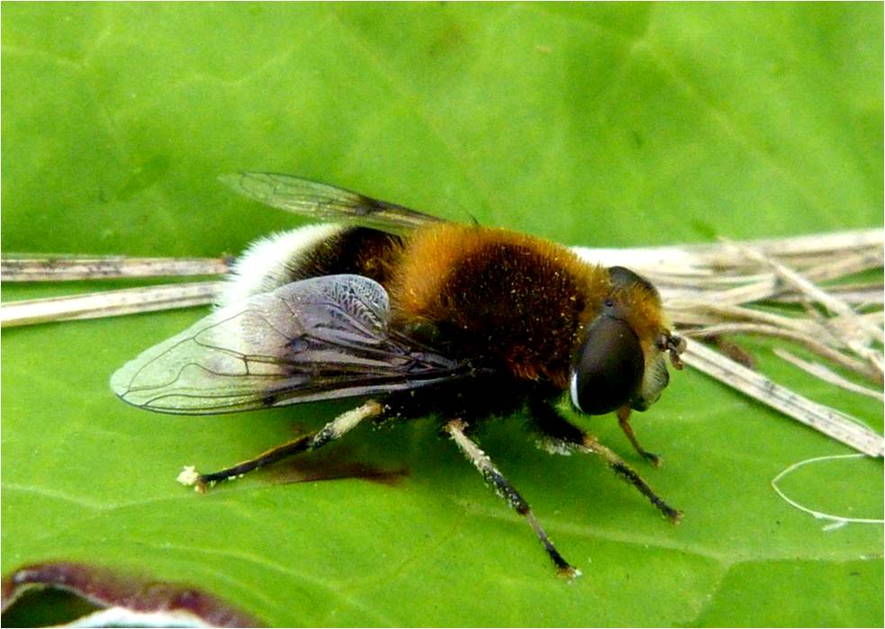 Insects of Scotland: Hoverflies