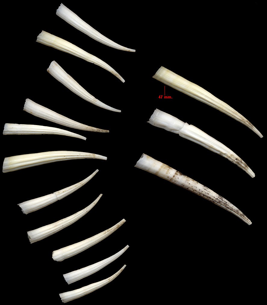 Propnomicon: Mermaid Post-Mortem