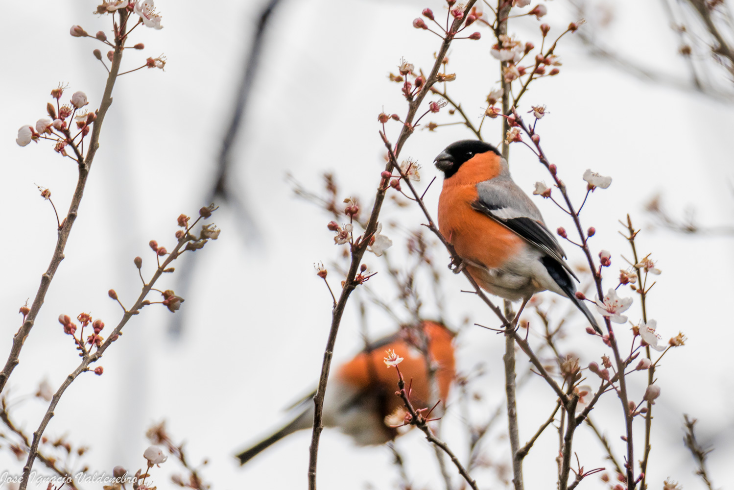DocNatureBlog: Colorín, colorado, éste pájaro me ha encantado ...