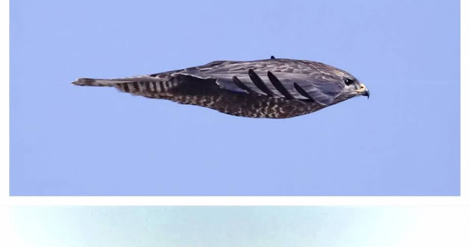 daily timewaster: The profiles of a red tailed hawk and a B2 bomber are ...
