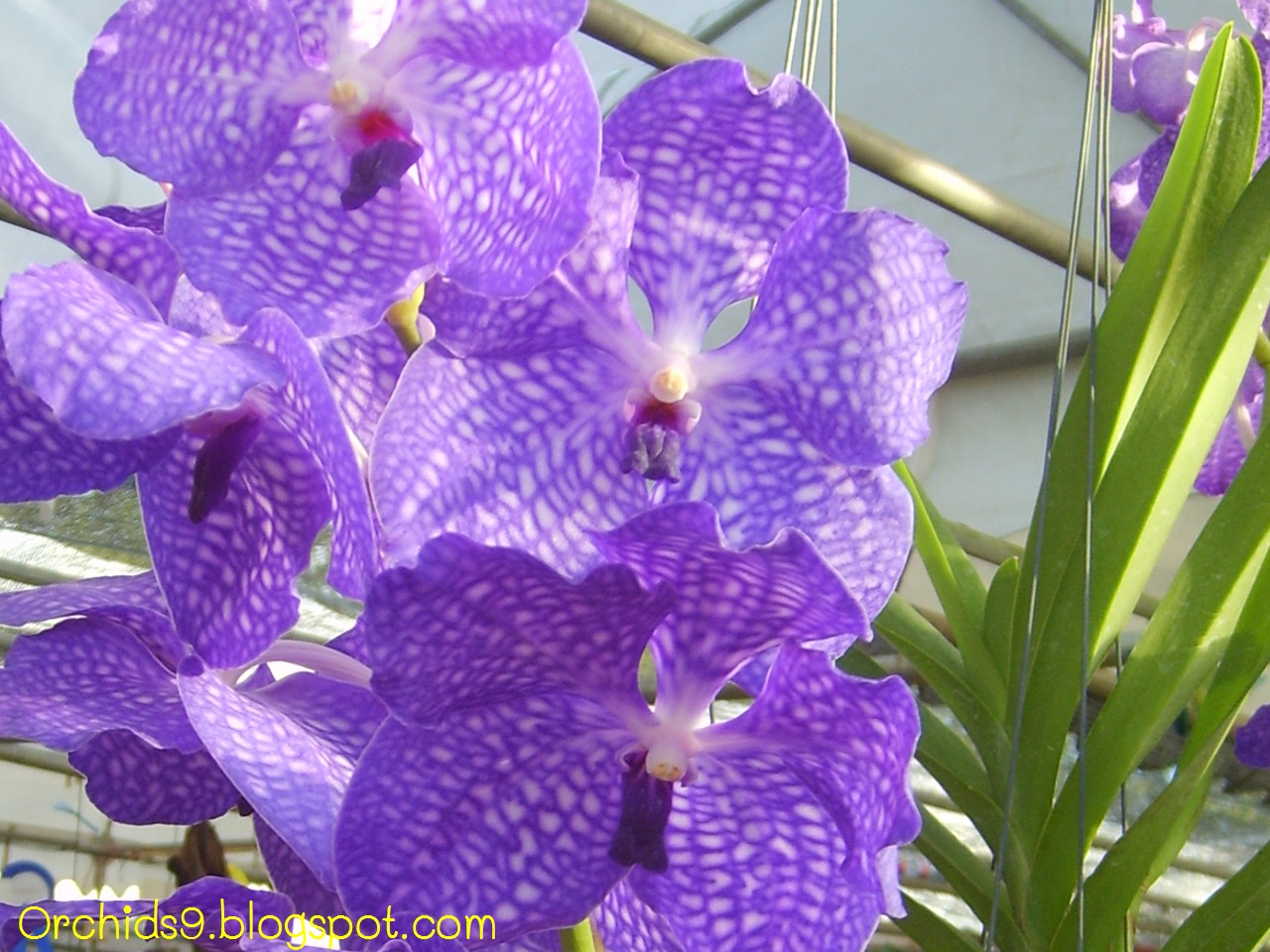 Orchids Flowers Pictures Bulbophyllum Vanda Cattleya Cymbidium ...